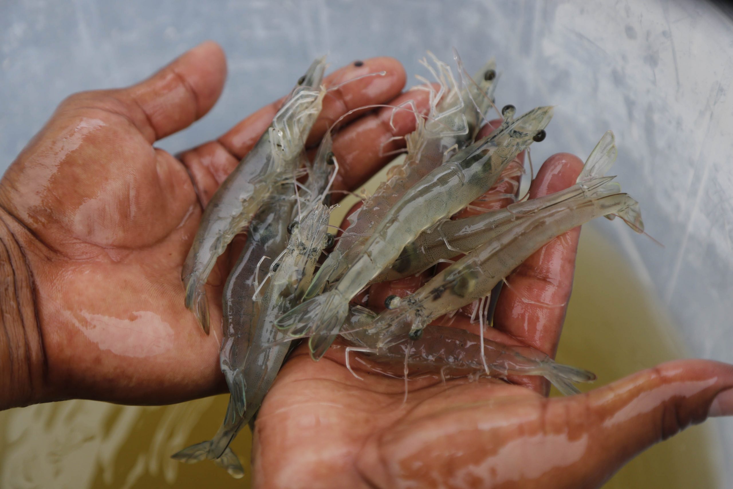 Nuevo récord de exportación del camarón ecuatoriano en mayo - Tierra y Mar