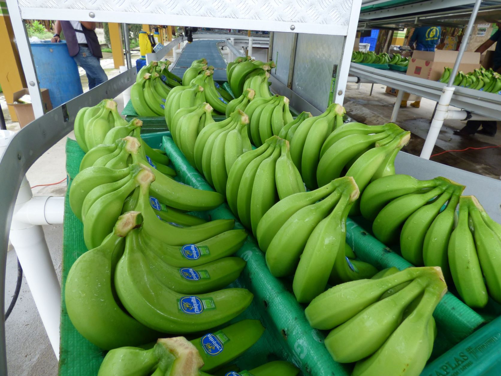 Ecuador exportó más de 170 millones de cajas de banano de enero a mayo ...