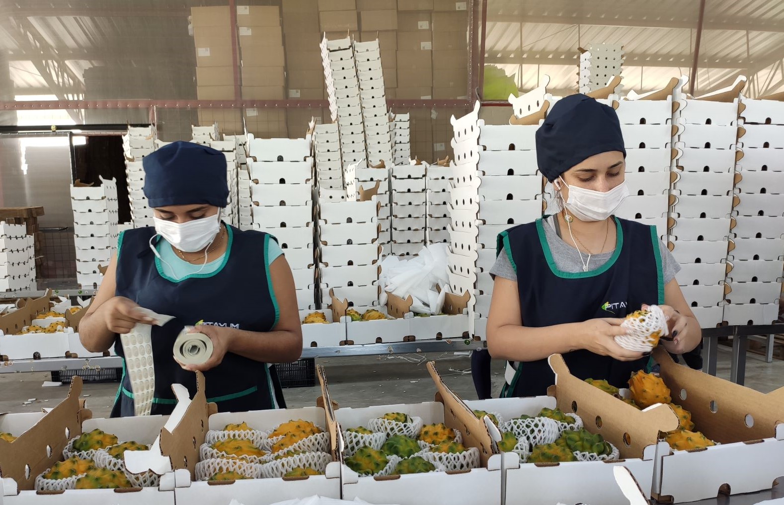 Pitahaya amarilla, del cantón Palora para el mundo - Tierra y Mar