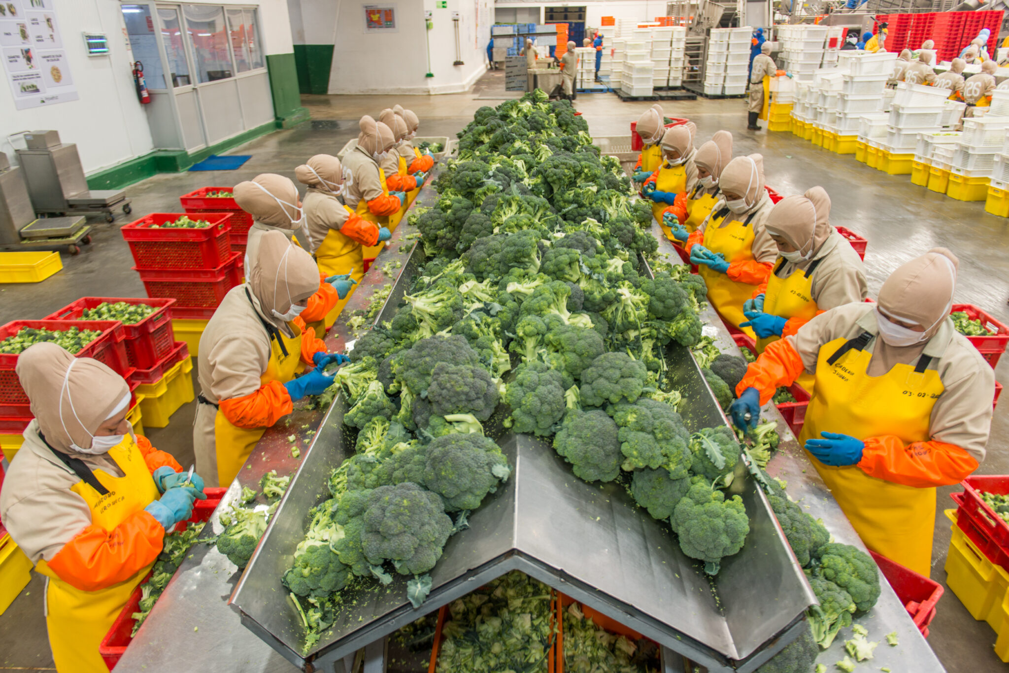 Vegetales congelados, con gran potencial exportable para Ecuador ...