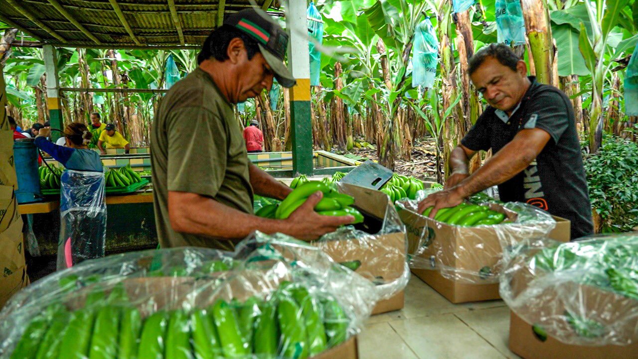 Más de $ 657.000 pagaron exportadoras de banano, tras auditorías ...
