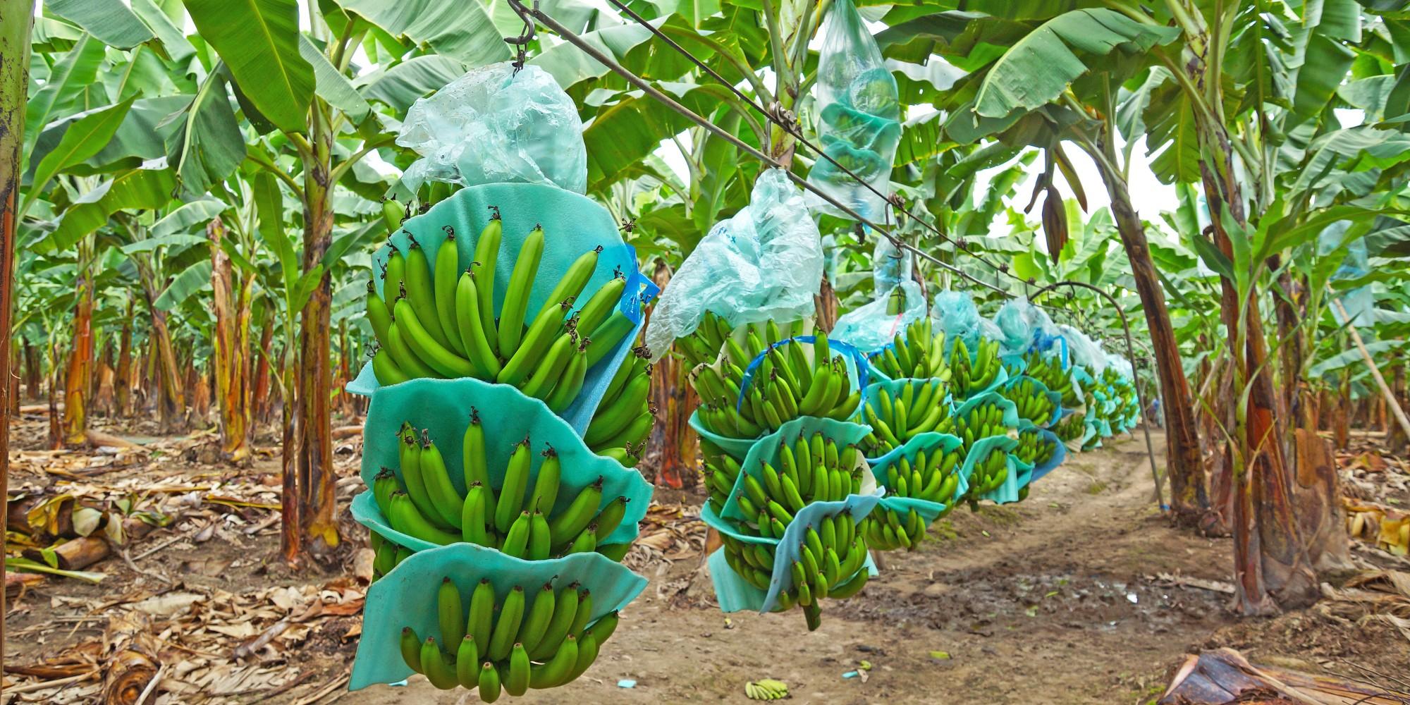 Las exportaciones de banano de Ecuador caen 1,95% en los primeros siete ...