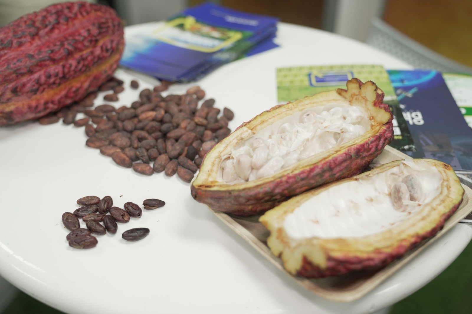 Cumbre del cacao ecuatoriano demostró la importancia de la pepa de oro ...